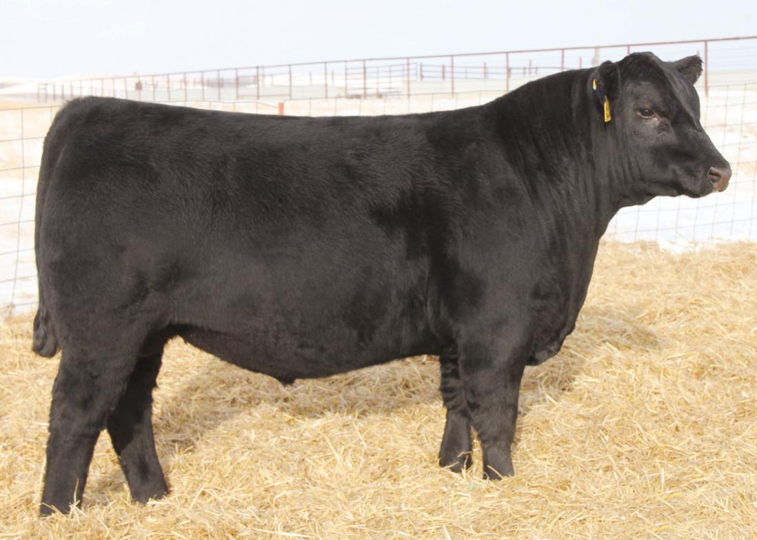 Accelerated Genetics