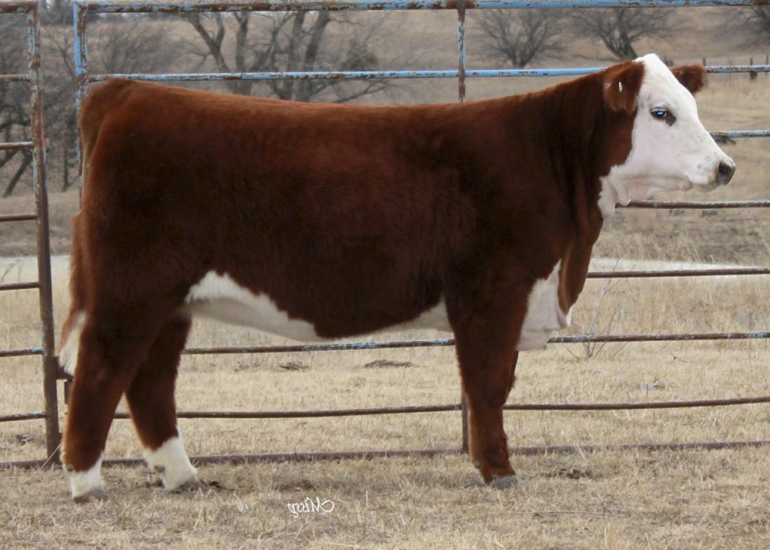 Accelerated Genetics