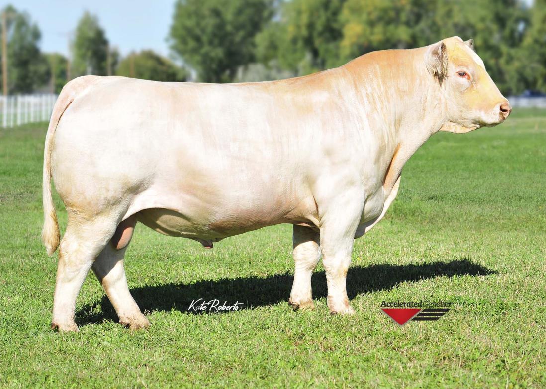 Accelerated Genetics