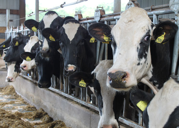 Reproduction management in a dairy herd is consistently a subject that ...