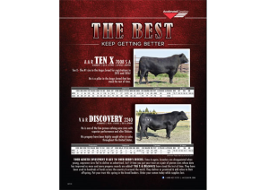 Accelerated Genetics - Beef Flyers