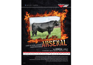 Accelerated Genetics - Beef Flyers